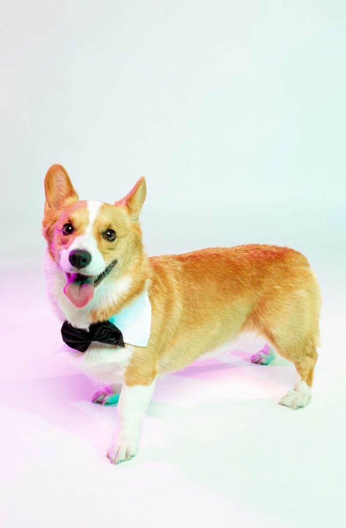 SLCC student working toward legislation that bans 'debarking' in Utah ...