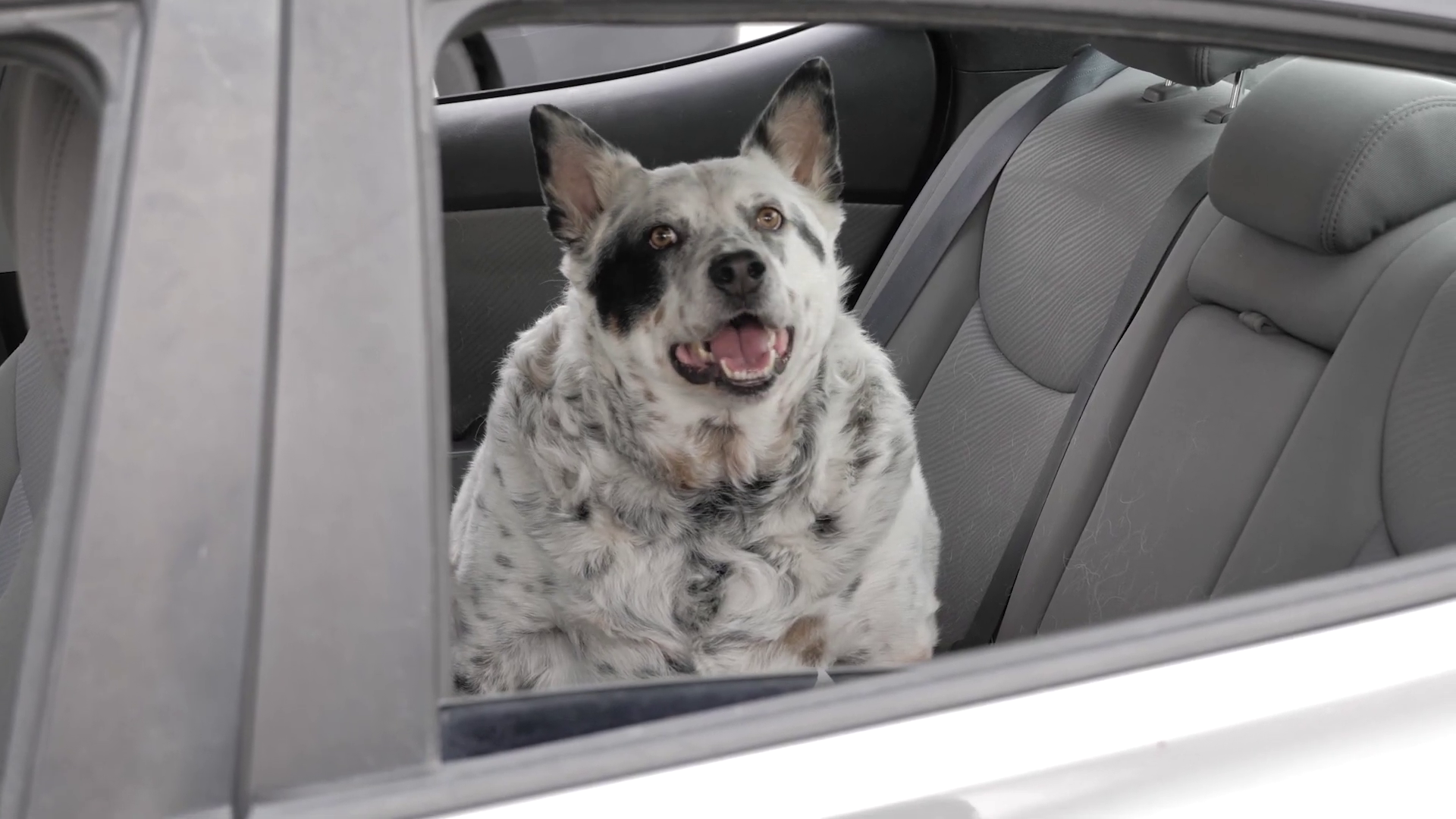 Drive-through provides needed supplies to pets - The Globe